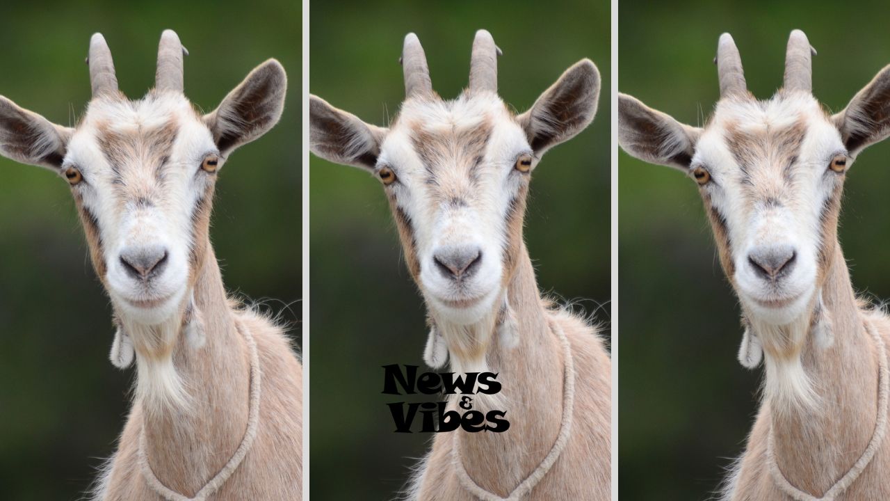 JHS Student Jailed For Stealing Goat To Fund Education | News & Vibes